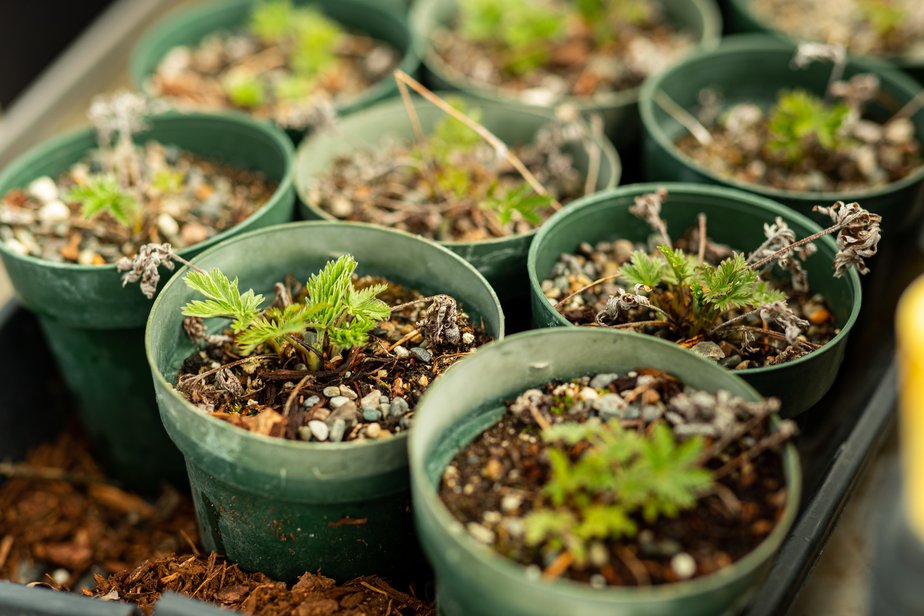 Support the Prairie Restoration Project - Build Our Future - EWU - The ...